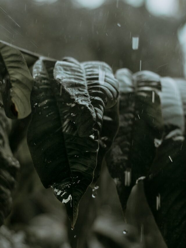 O que é chuva ácida e quais são seus efeitos? - Summit Mobilidade